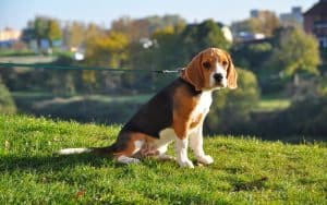 Pienet koirarodut (65 kpl) kuvina