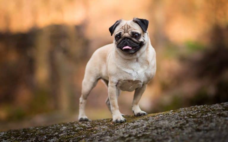 Pienet koirarodut (65 kpl) kuvina